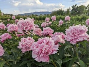 31 Best Things to Do in Denver in Spring - Delicious Denver Food Tours
